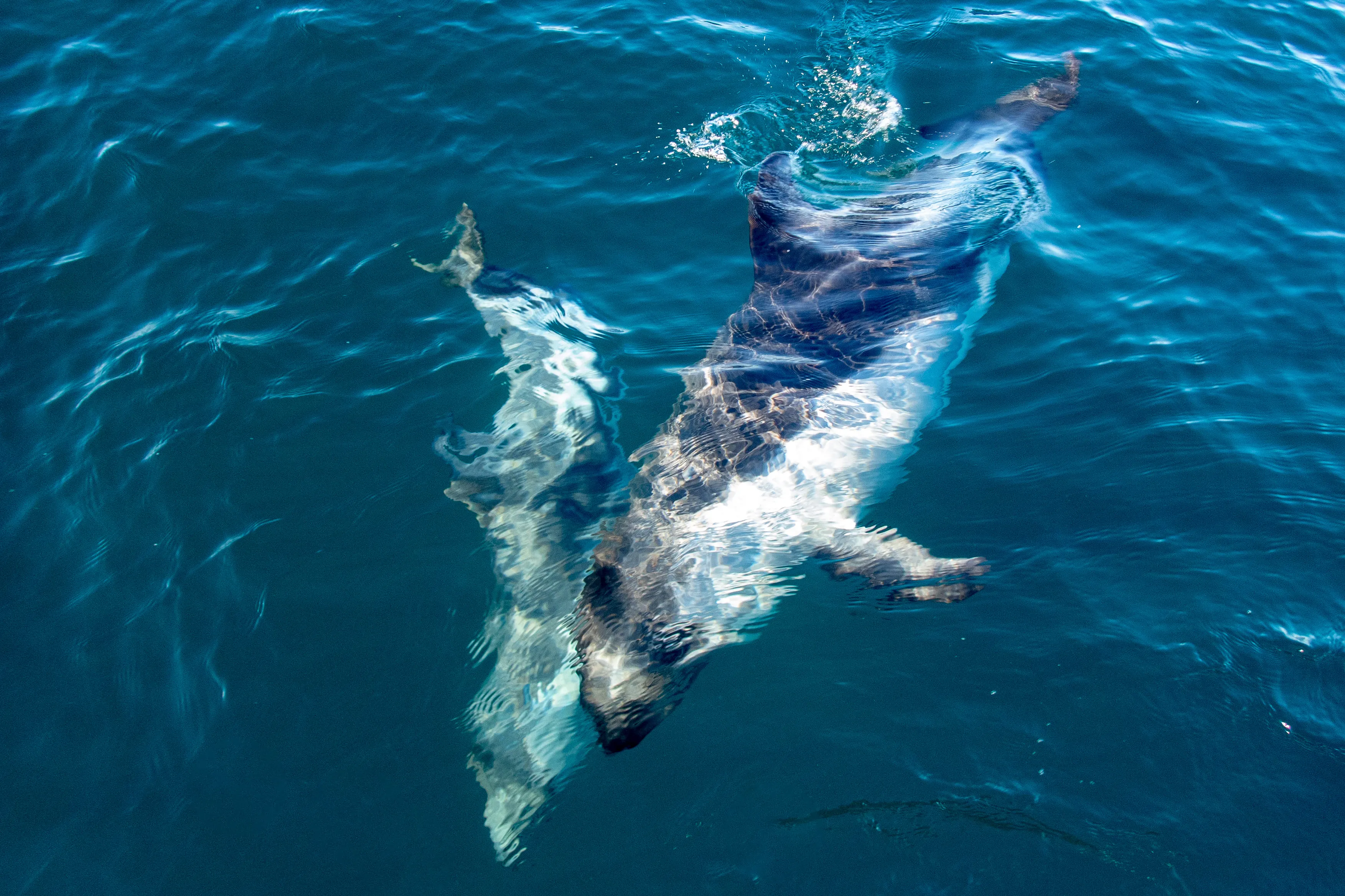 Delfín austral: el misterio Patagónico y su relación con los bosques ...